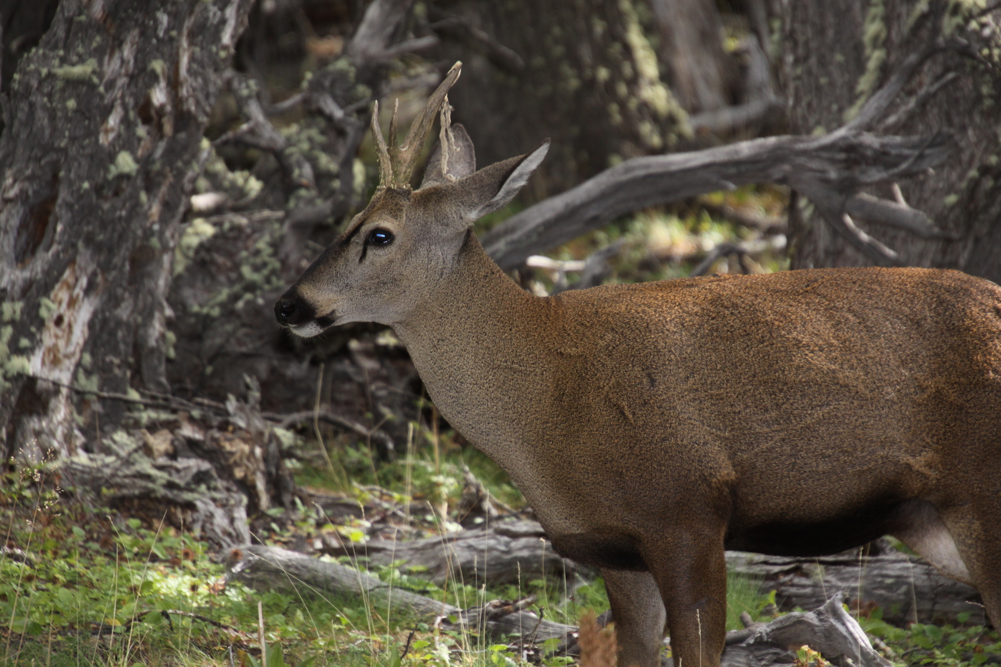 Hippocamelus bisulcus (Molina, 1782)