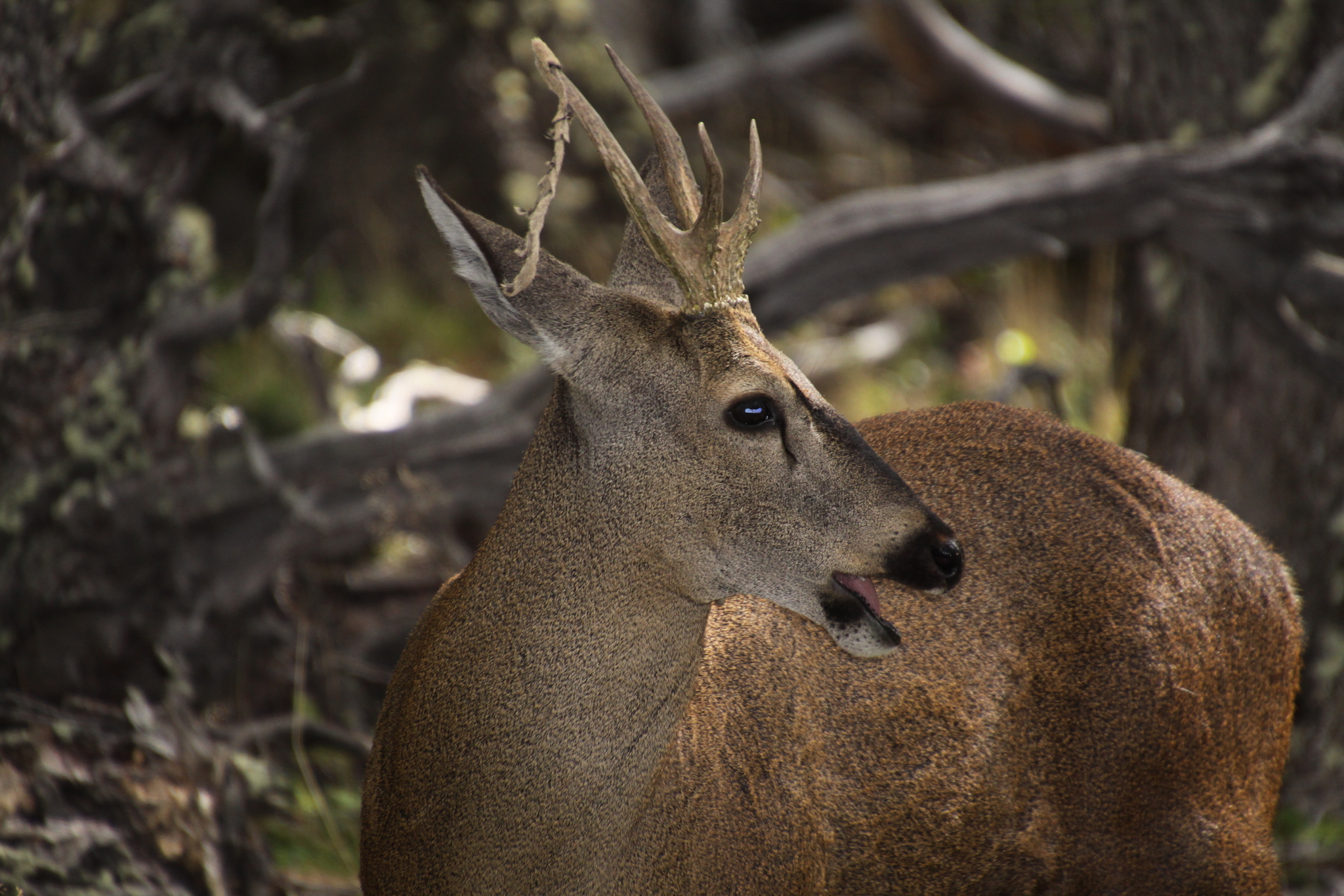 Hippocamelus bisulcus (Molina, 1782)