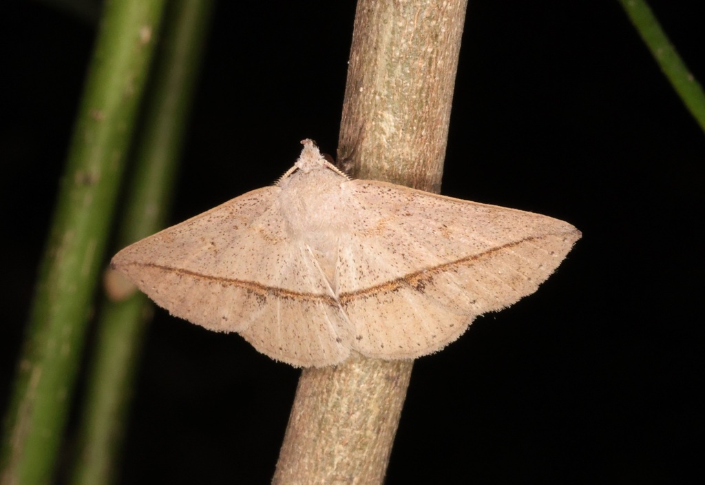 Ugia from 香港西貢 on March 09, 2023 at 07:15 PM by sk2 · iNaturalist