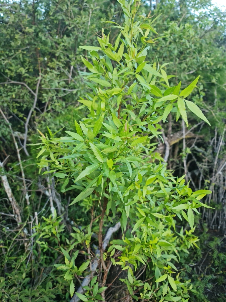 True Mountain Karee from Merafong City Local Municipality, South Africa ...