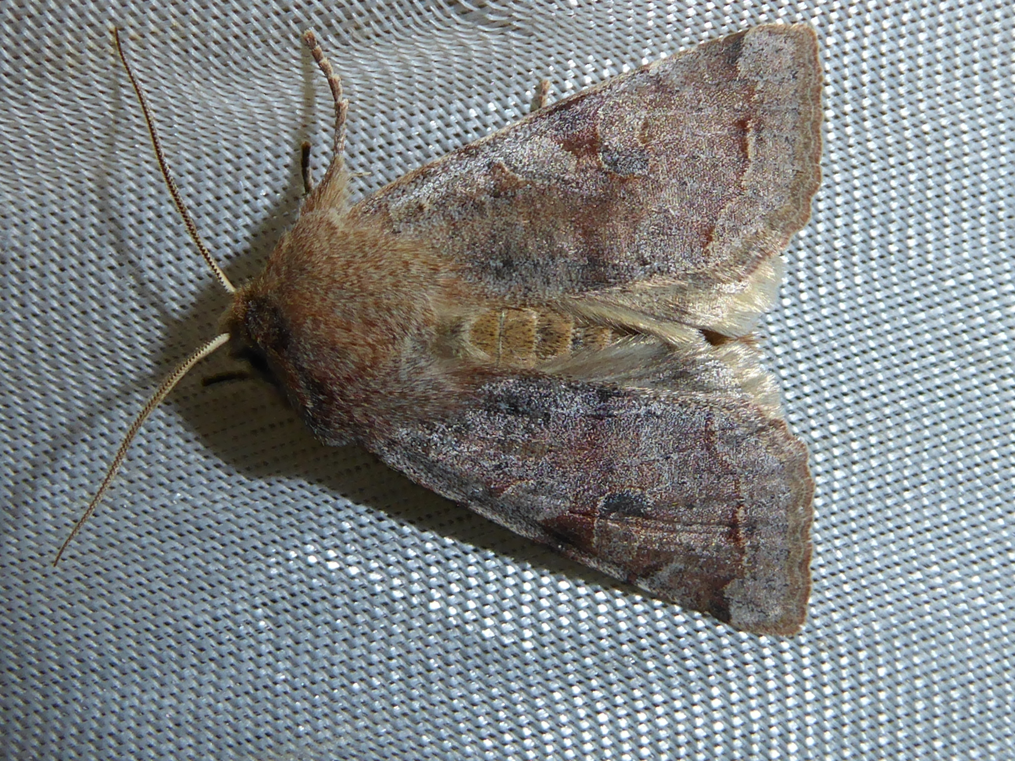 Orthosia incerta Hufnagel, 1766