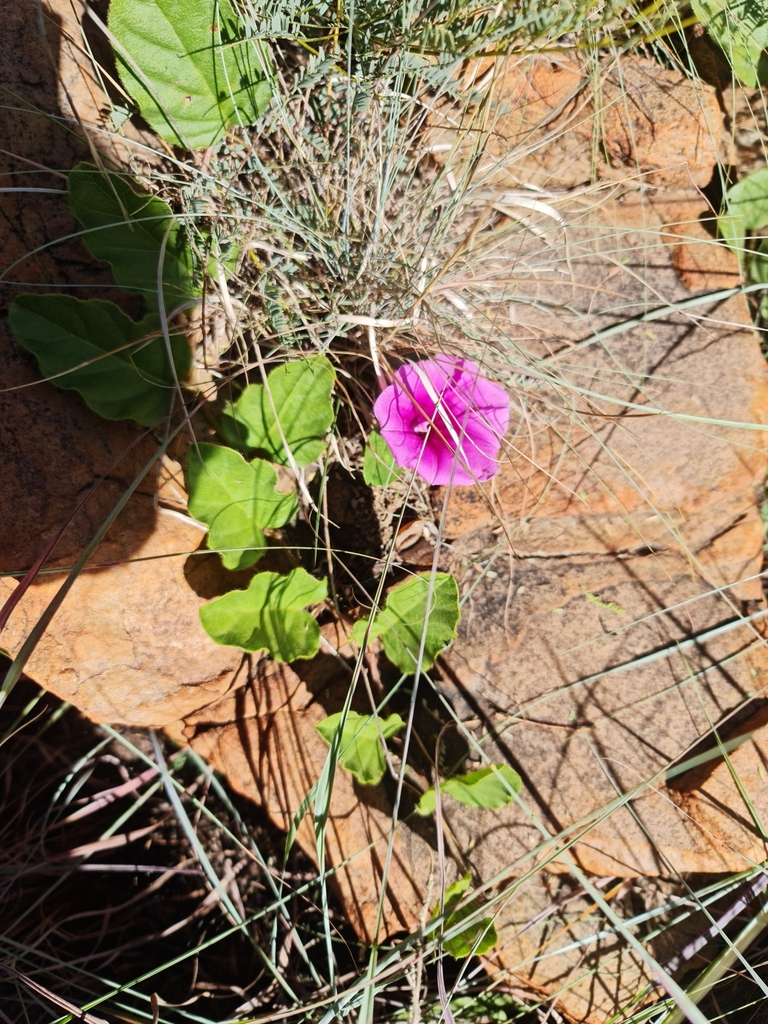 Ipomoea transvaalensis from Carletonville, 2499, South Africa on March ...