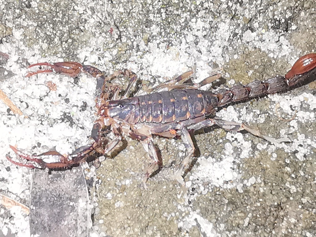 Forest Scorpion from Wilsons Promontory VIC 3960, Australia on March 10 ...