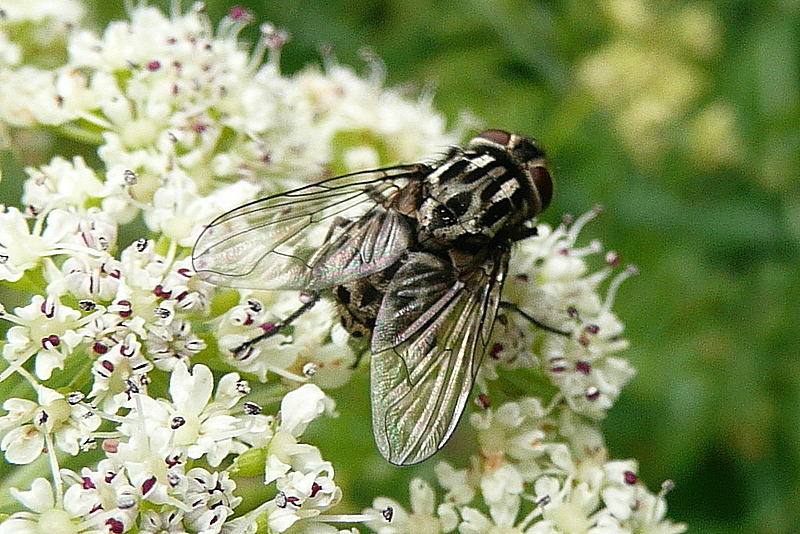 Graphomya maculata from 35800 Saint-Lunaire, France on June 9, 2009 at ...