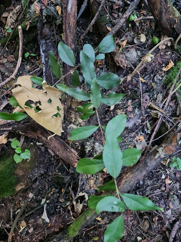 Blue Gwarrie from Carletonville, 2499, South Africa on March 10, 2023 ...