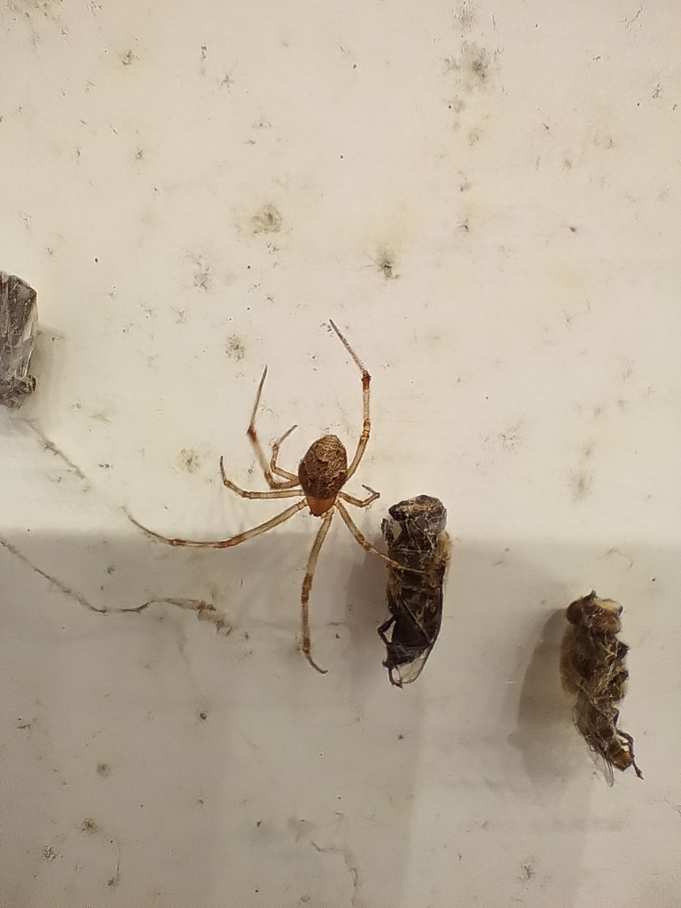 Common House Spider from 1704 CA Heerhugowaard, Netherlands on March 10 ...