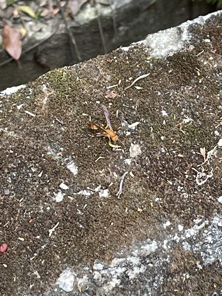Lesser Paper Wasps from 薄扶林郊野公園, 山頂, HK on March 10, 2023 at 02:05 PM ...