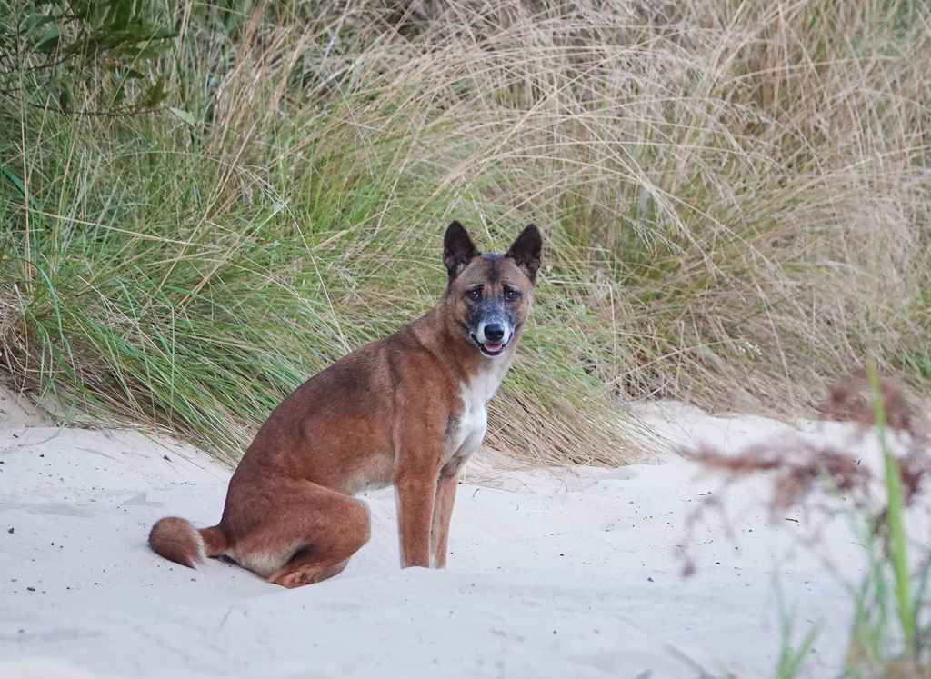 Dingo in February 2023 by liznoble · iNaturalist