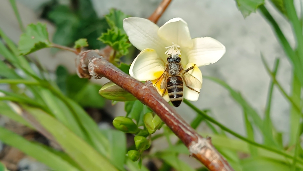 Sicilian Honey Bee from Via Risorgimento on March 10, 2023 at 12:08 PM ...