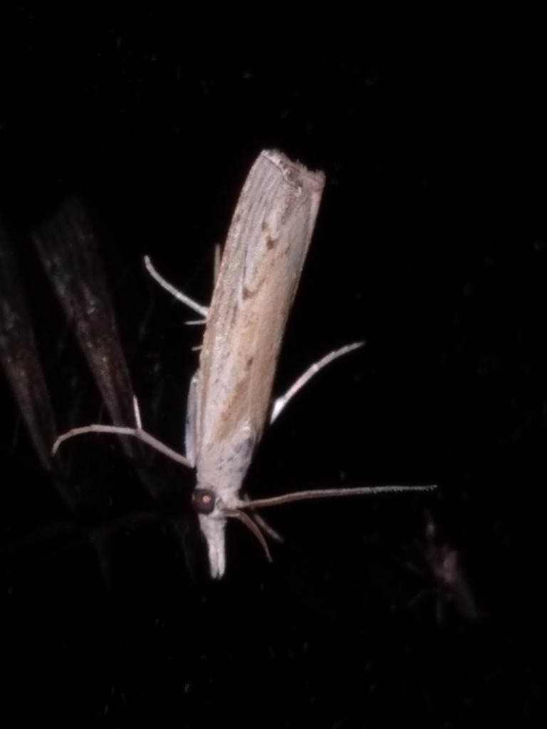 Culladia cuneiferellus from Richmond on March 11, 2023 at 12:39 AM by ...
