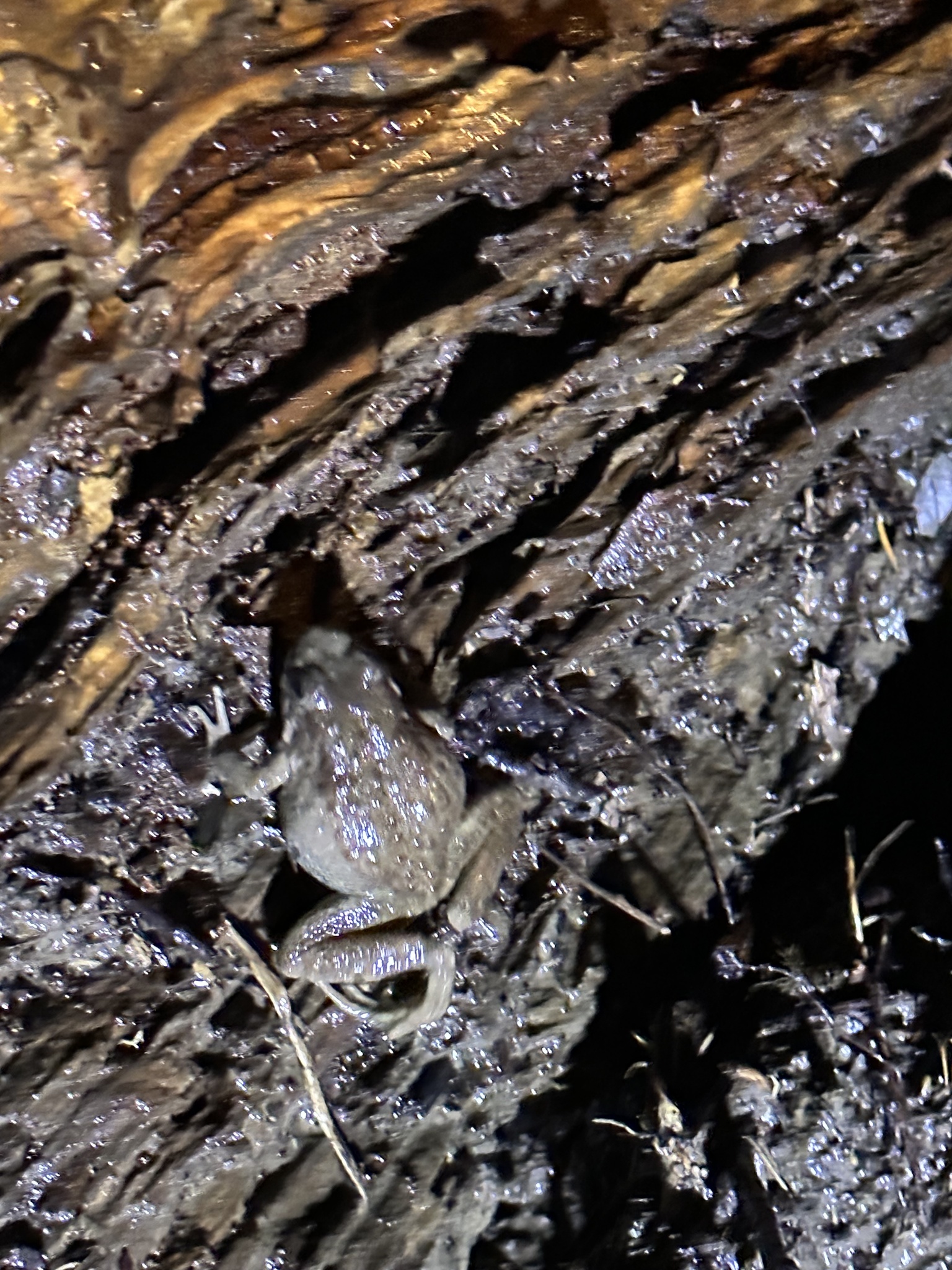 Rana boylii Baird, 1854