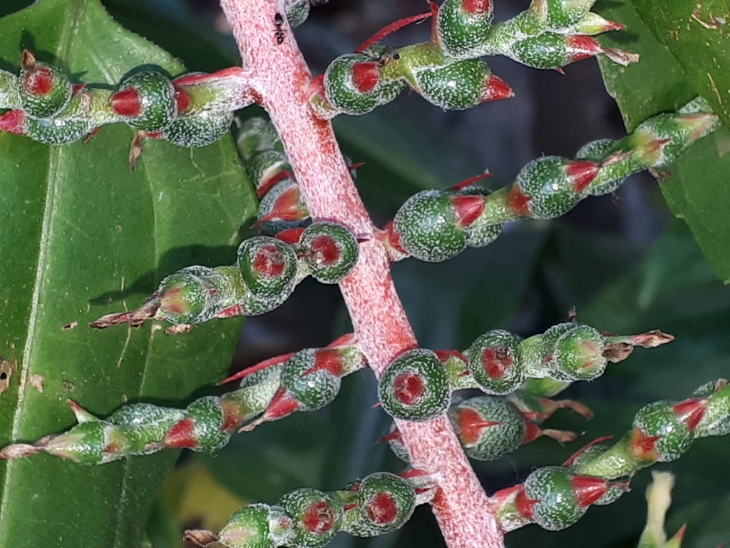 vase bromeliad from CPH4+98, 77737 Grand Sirenis, Quintana Roo, Mexico ...
