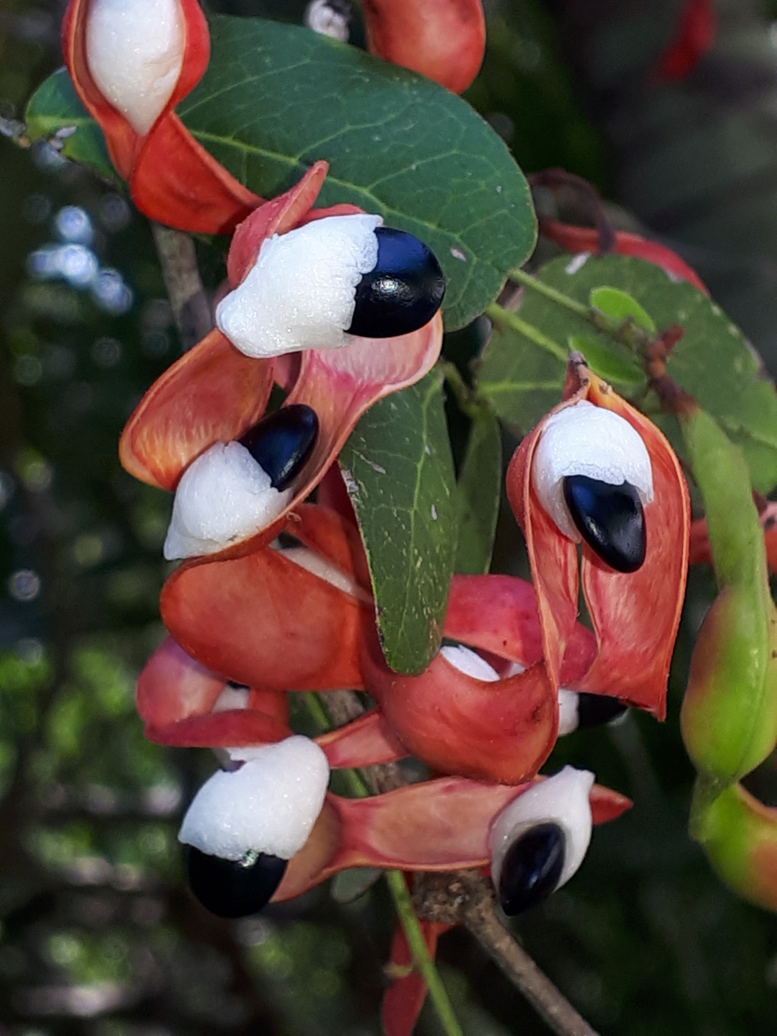 Pithecellobium unguis-cati (L.) Benth.