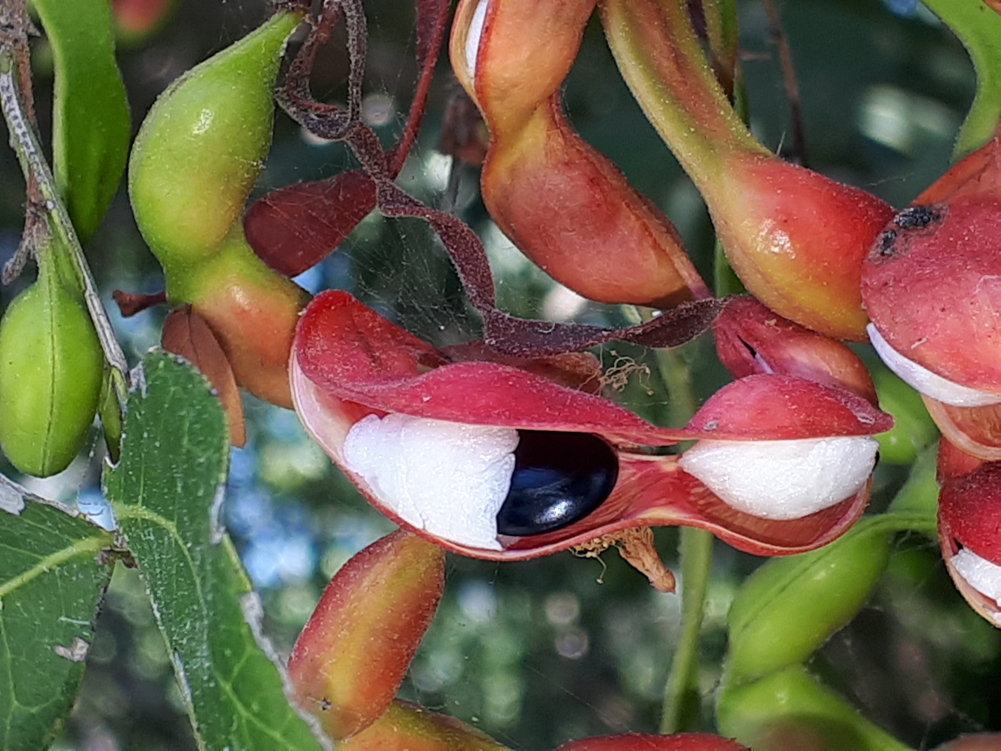 Pithecellobium unguis-cati (L.) Benth.