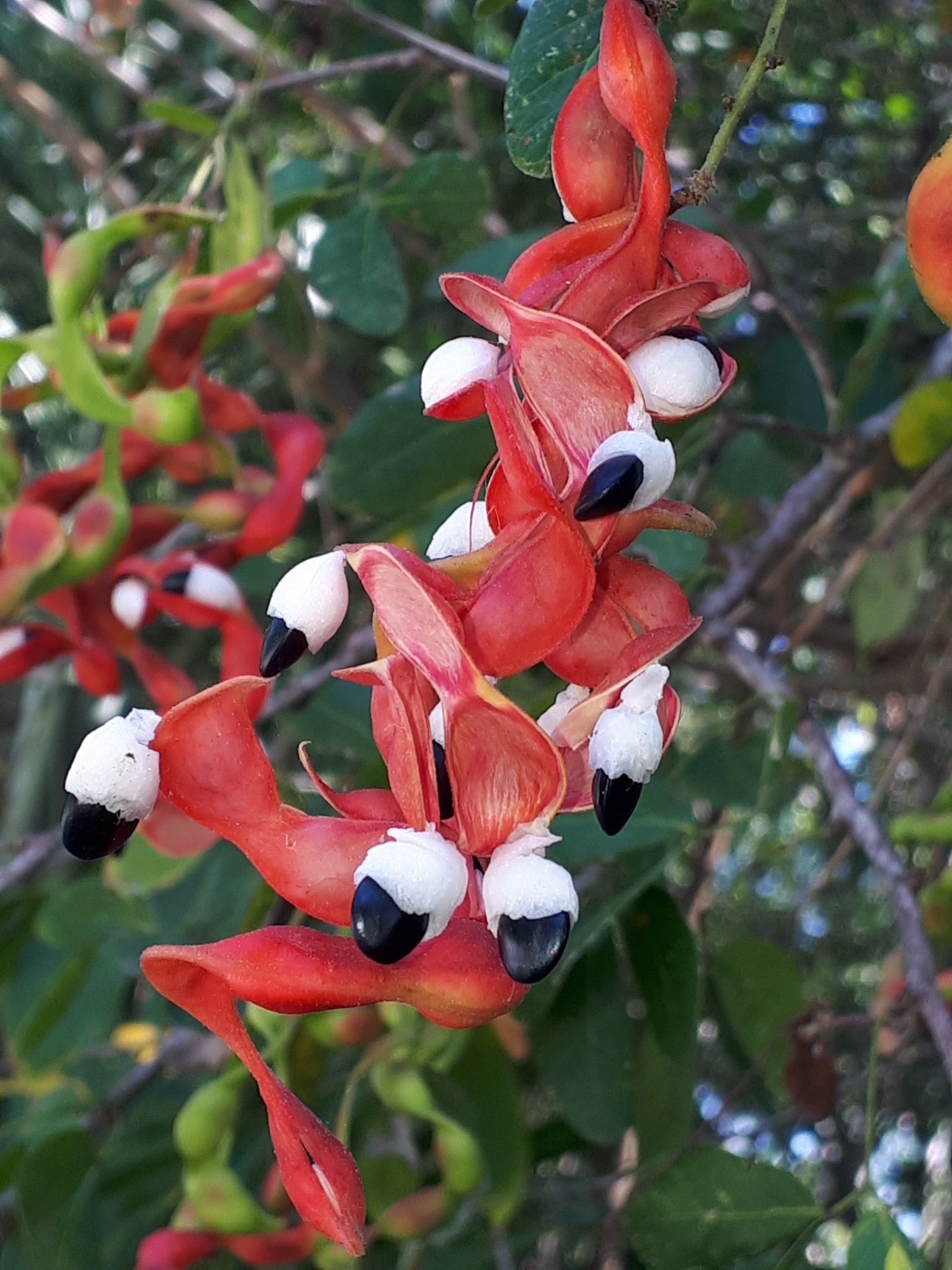 Pithecellobium unguis-cati (L.) Benth.