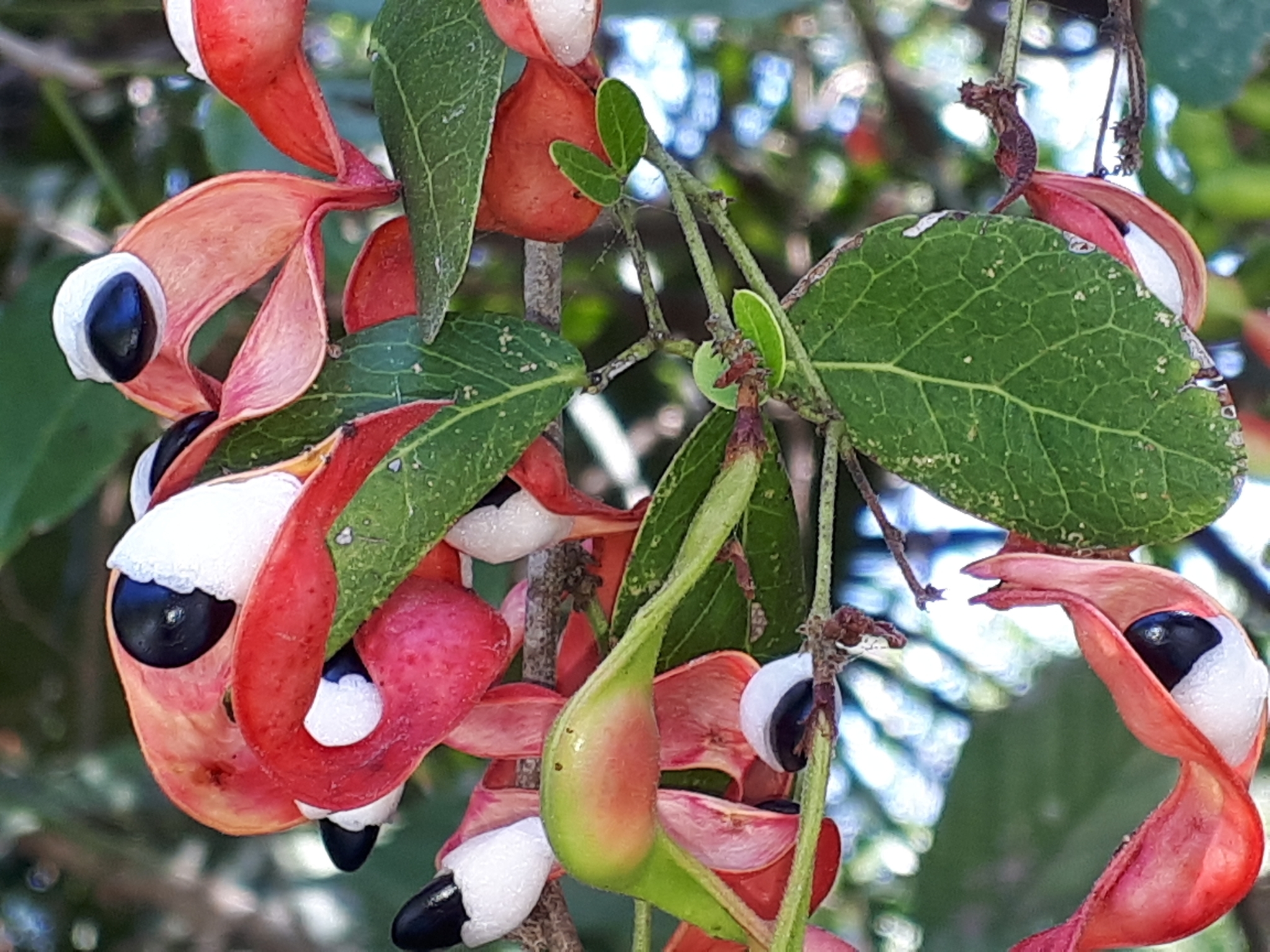 Pithecellobium unguis-cati (L.) Benth.