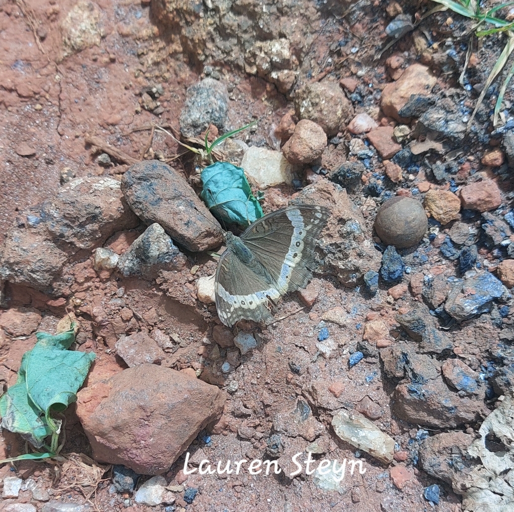 Garden Commodore from Barue, Mozambique on March 10, 2023 at 01:25 PM ...