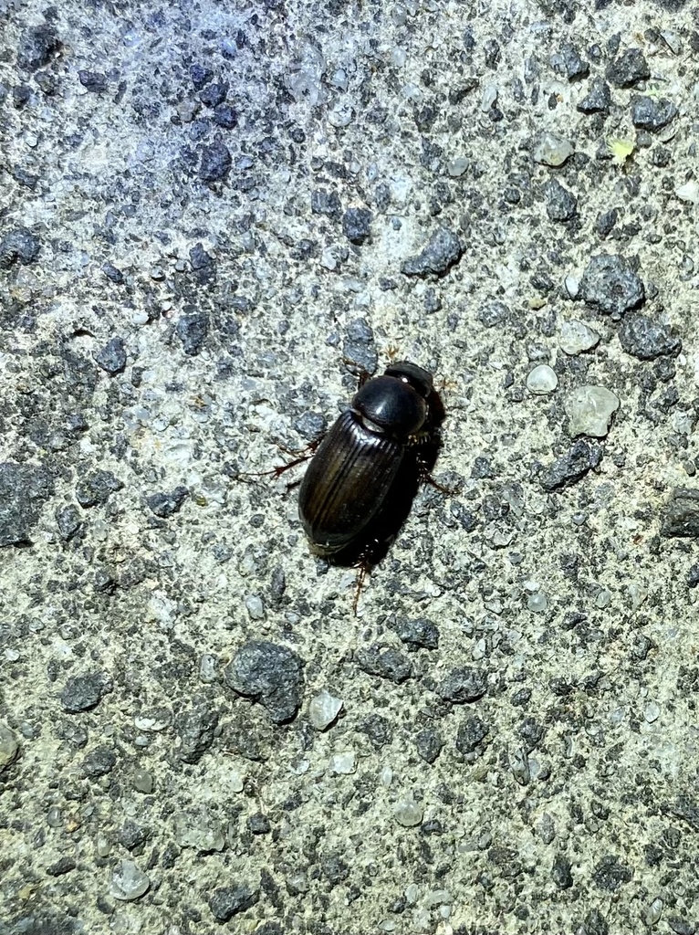 Small Dung Beetles from Mont Albert Rd, Ferntree Gully, VIC, AU on ...