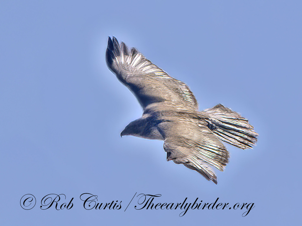 Red-tailed Hawk from Harrison Ave &, Pierce Ave, Wheaton, IL 60187, USA ...