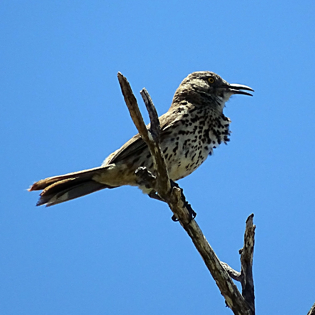 Gray Thrasher from La Paz, B.C.S., México on May 17, 2015 at 01:07 PM ...
