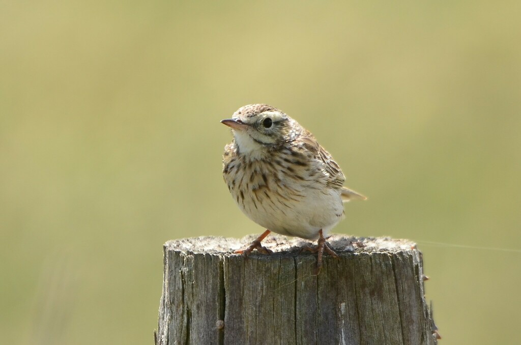 Australian Pipit from Salt Creek SA 5264, Australia on October 23, 2021 ...