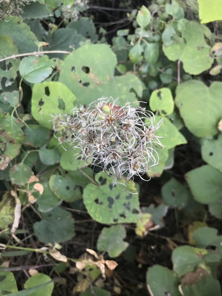 Tube clematis (Clematis heracleifolia) - Botanical Realm
