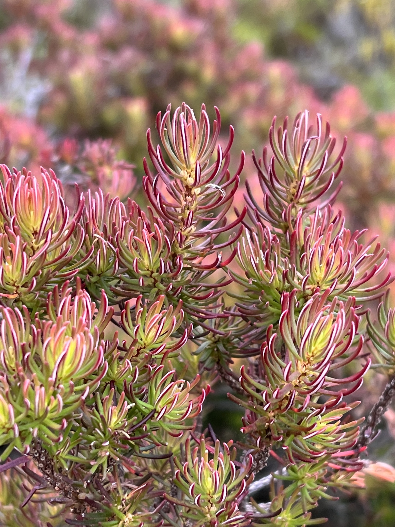Erica plukenetii L.