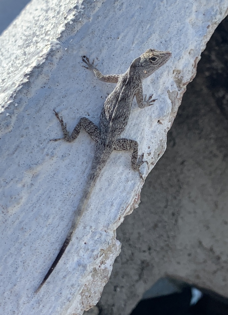 Bark Anole from Cat Island, BS on March 7, 2023 at 11:04 AM by Peter ...