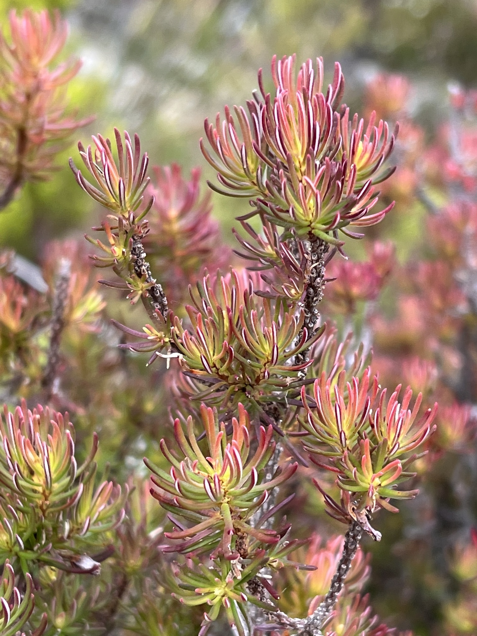 Erica plukenetii L.