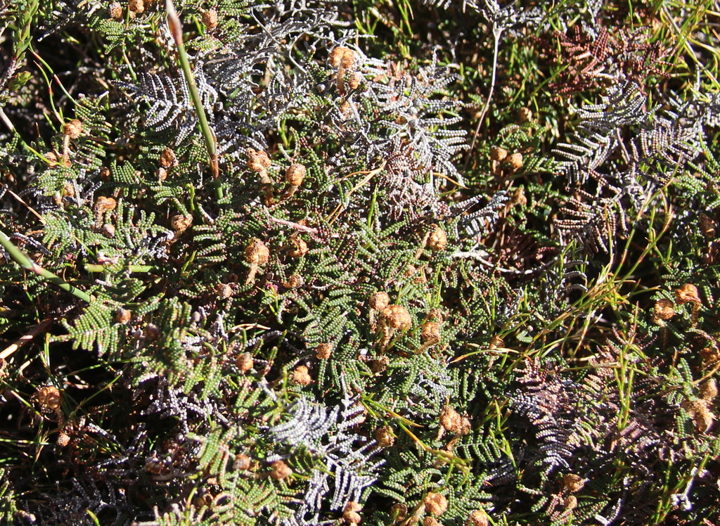 alpine coral-fern from Cradle Mountain TAS 7306, Australia on November ...