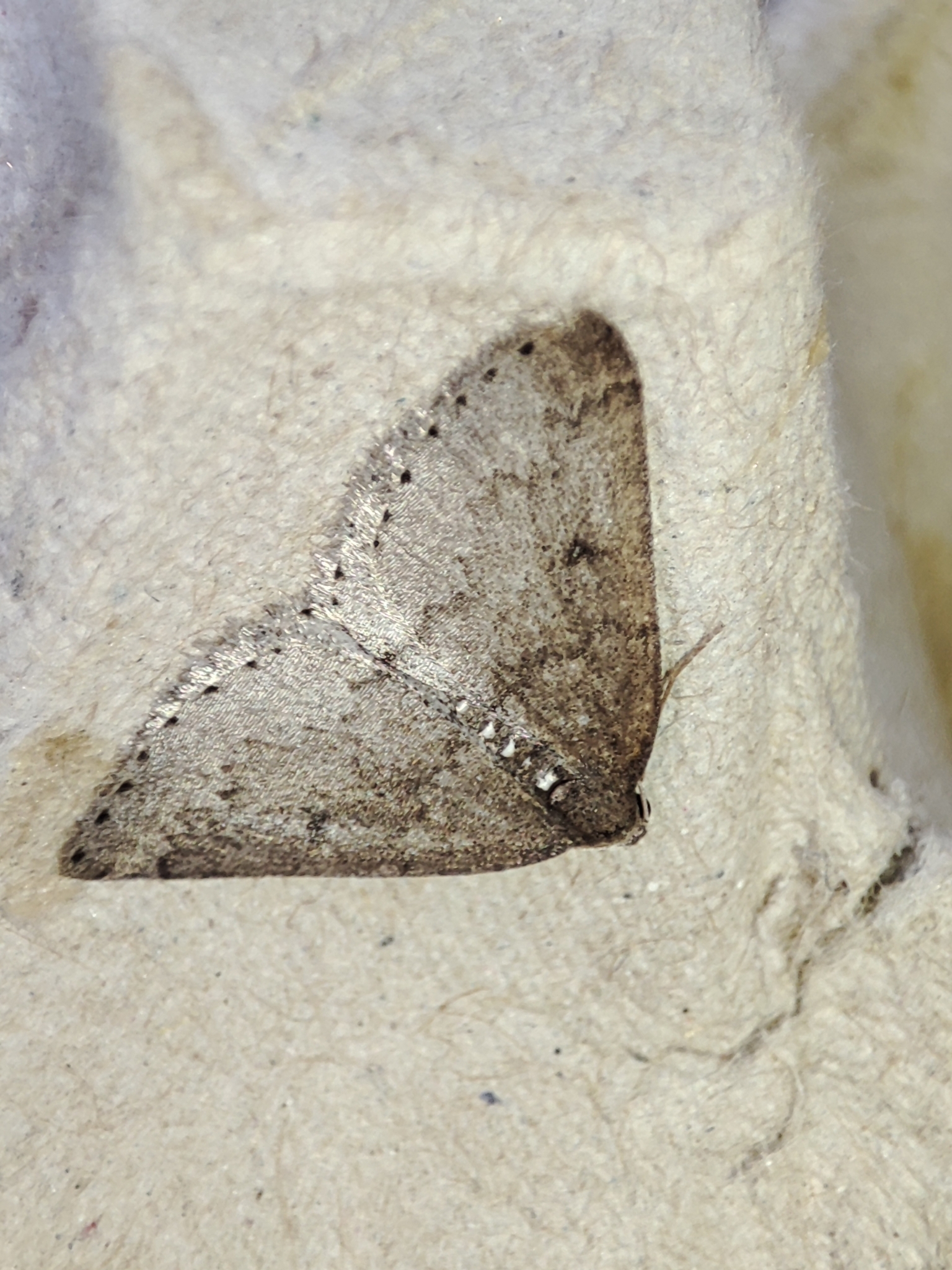 Aleucis distinctata (Herrich-Schäffer, 1839)