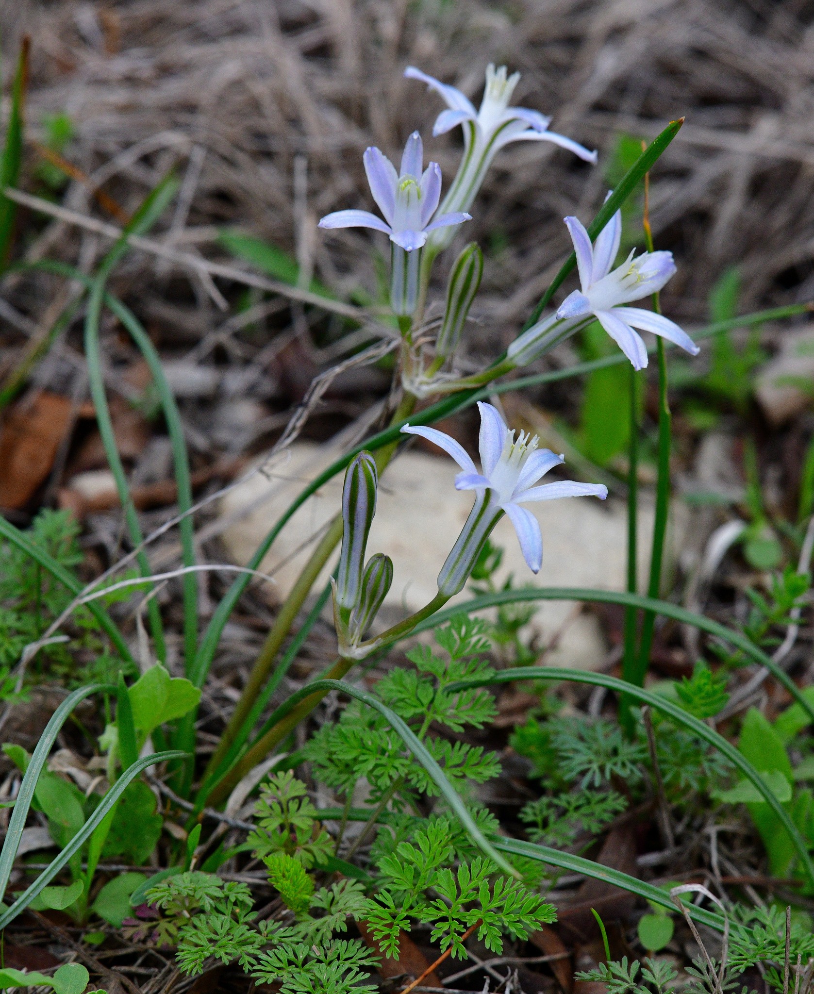Androstephium coeruleum (Scheele) Greene