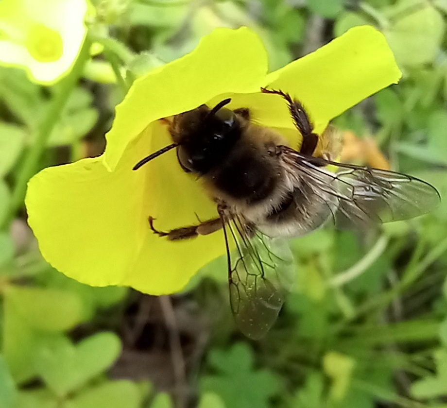 Eucera from Escola Secundária José Gomes Ferreira on March 10, 2023 at ...