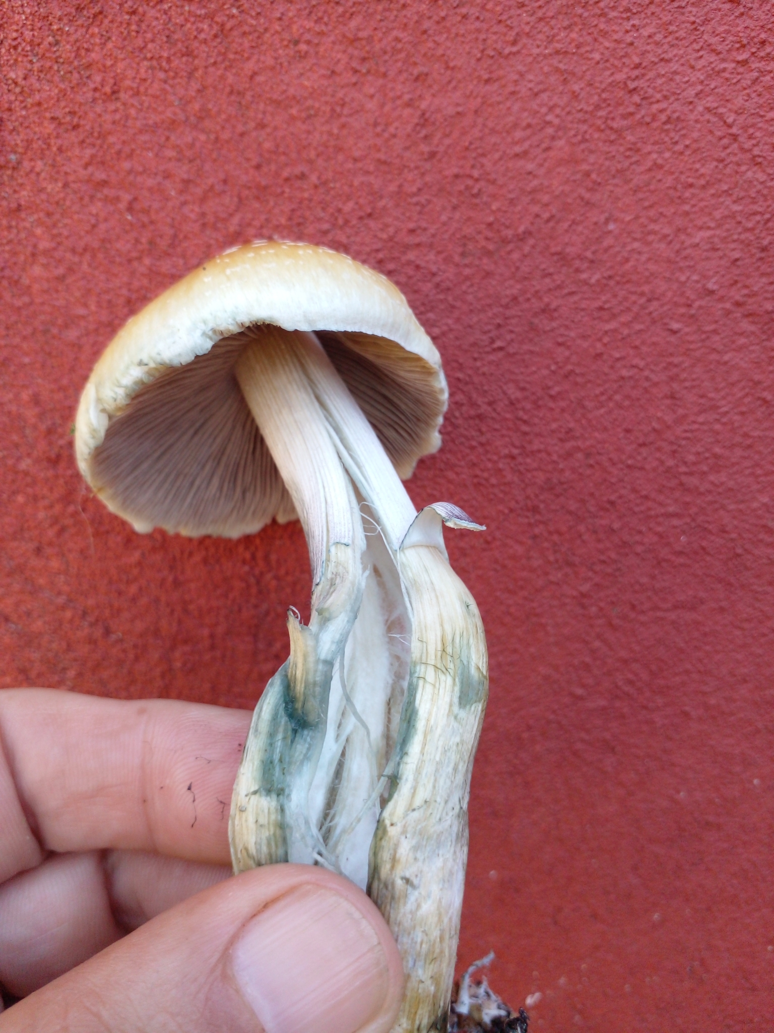 Psilocybe cubensis (Earle) Singer
