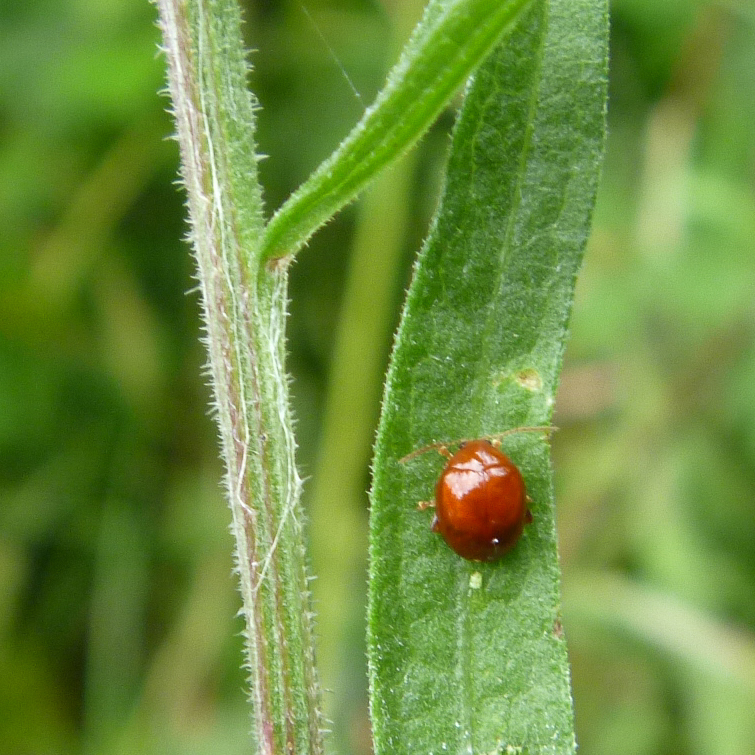 Sphaeroderma from 17500 Saint-Hilaire-du-Bois, France on May 29, 2018 ...
