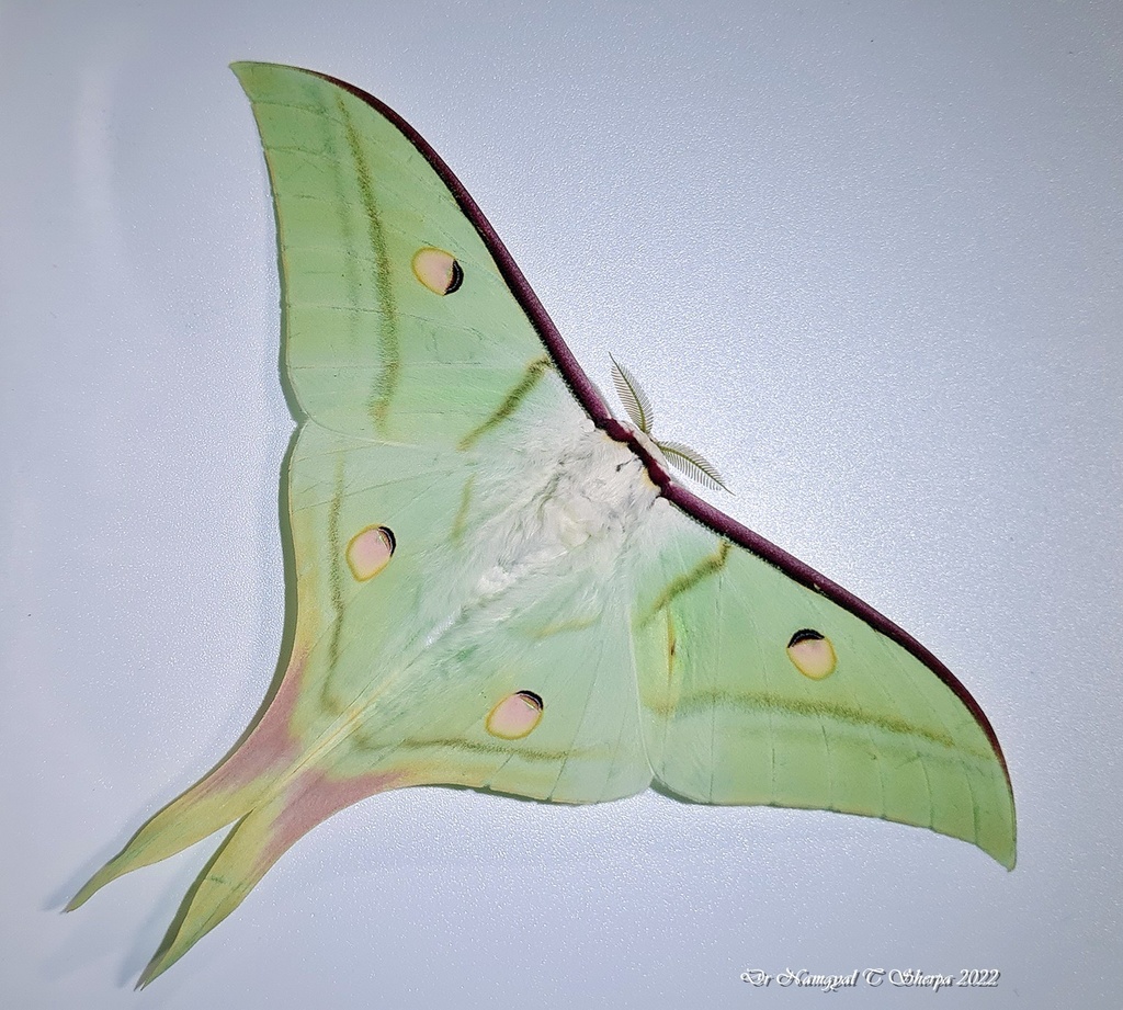 Indian Moon Moth from Upper Sichey, Gangtok, Sikkim 737101, India on ...