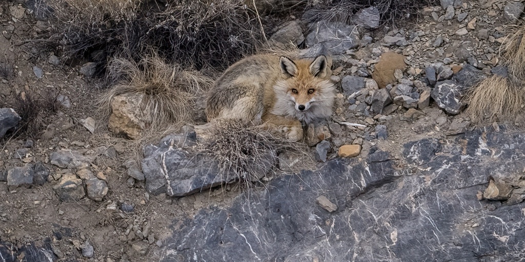 Himalayan Red Fox from Kibber Wildlife Sanctuary, Lahaul And Spiti, HP ...