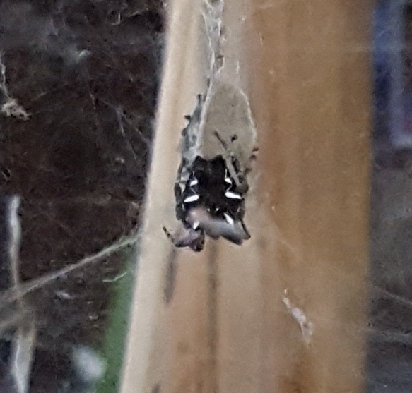 Tropical Tent-web Spider from Cilaos 97413, Réunion on February 9, 2023 ...