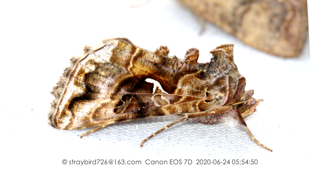 Autographa crypta from 中国北京市门头沟区 on June 24, 2020 at 05:54 AM by Nan ...