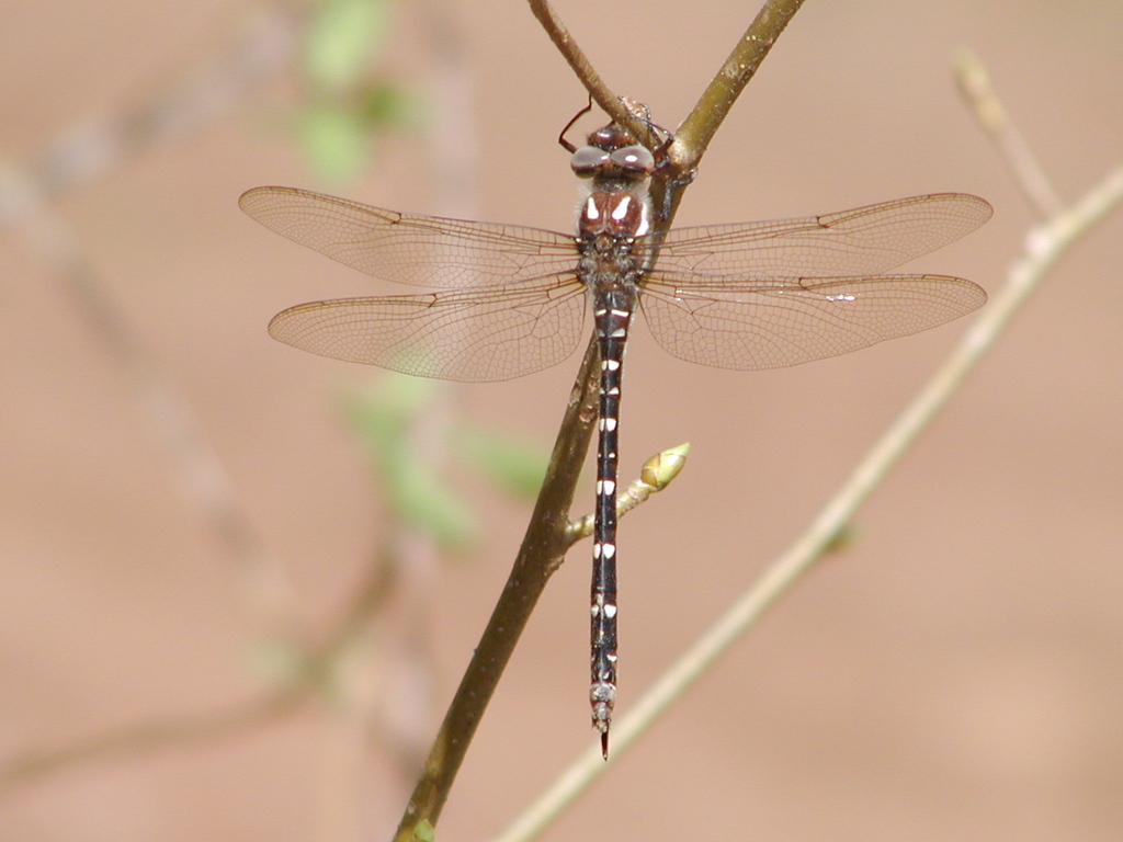 Twin-spotted Spiketail from Rockdale County, GA, USA on March 30, 2006 ...