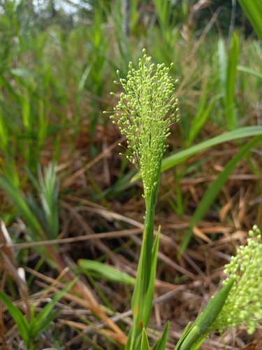 Panicum nervosum · iNaturalist Mexico