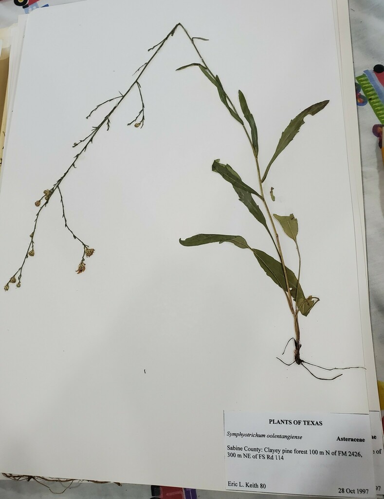 sky blue aster from Sabine County, TX, USA on October 28, 1997 at 02:03 ...