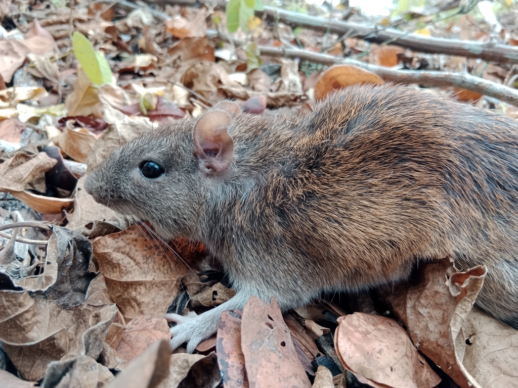 Colombian Spiny Rat from Sabanalarga, Atlántico, Colombia on March 10 ...