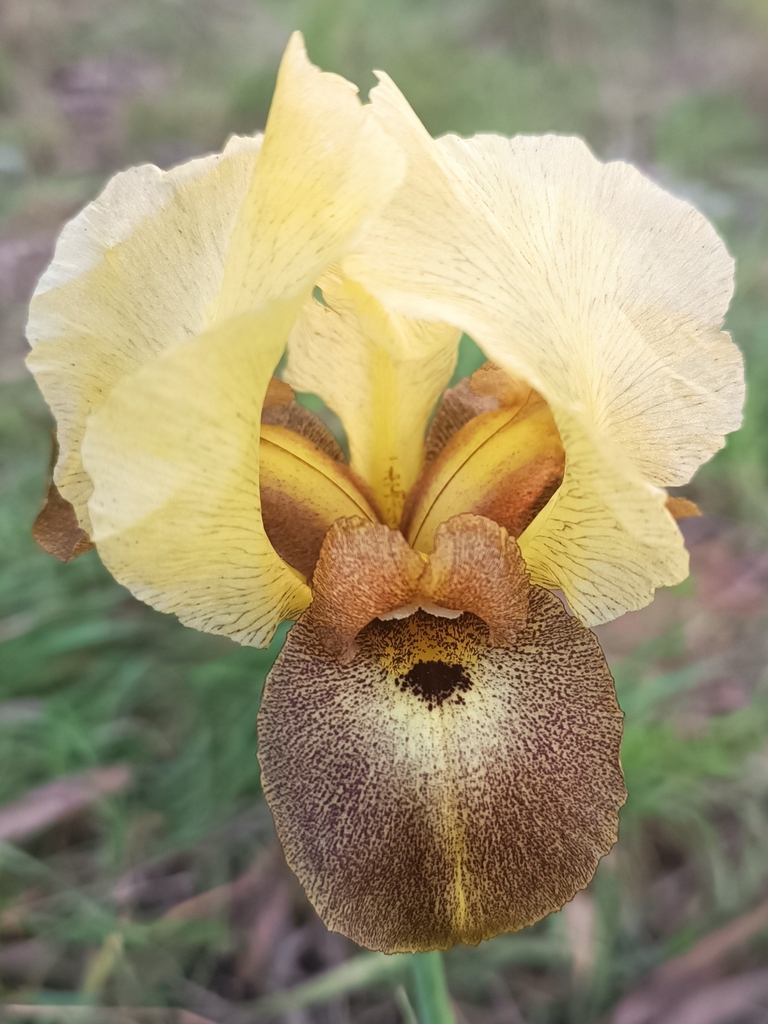 Coastal Iris in February 2023 by youngbotanist05. The very rare and ...