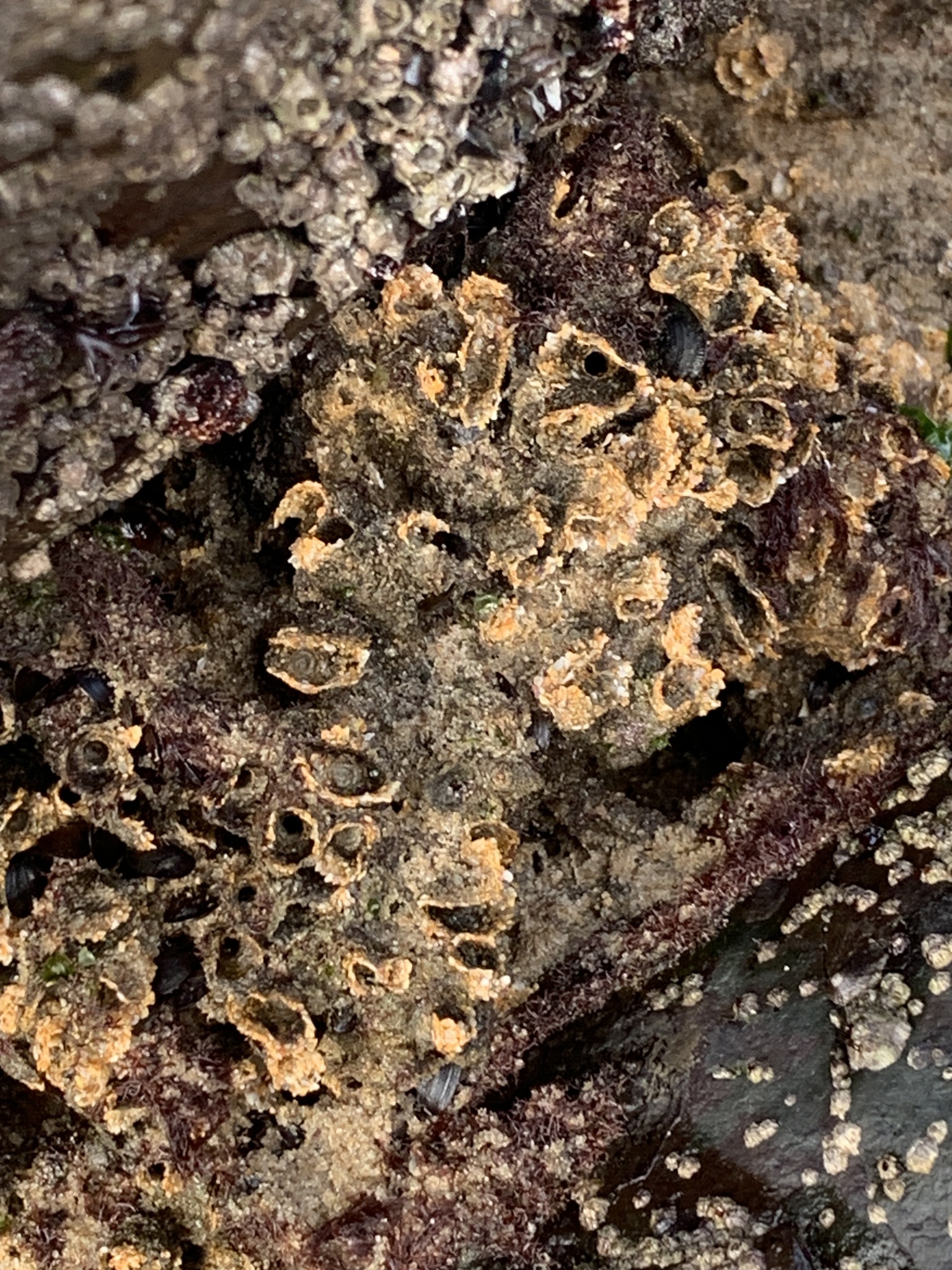 Sabellaria alveolata (Linnaeus, 1767)