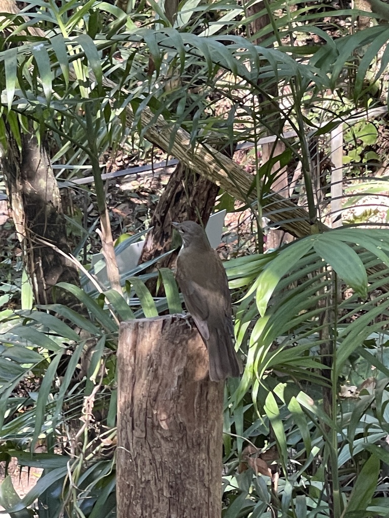 White-throated Thrush from Jardín botánico de Vallarta, Cabo Corrientes ...