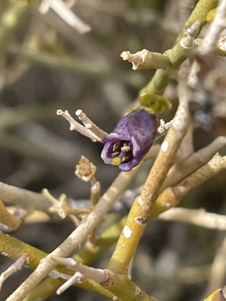 Turpentine Broom from Mojave National Preserve, Essex, CA, US on March ...