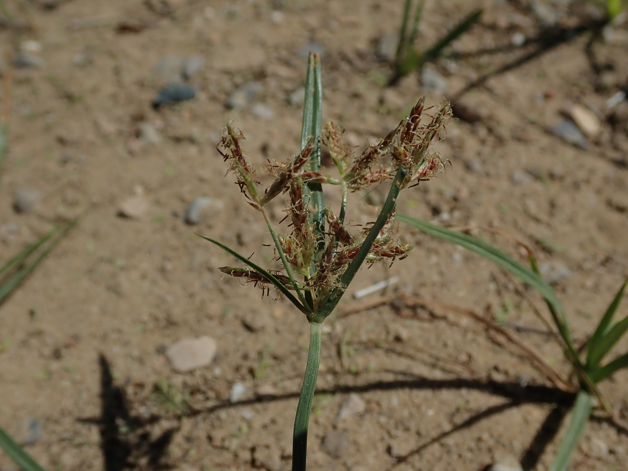 Cyperus rotundus L.