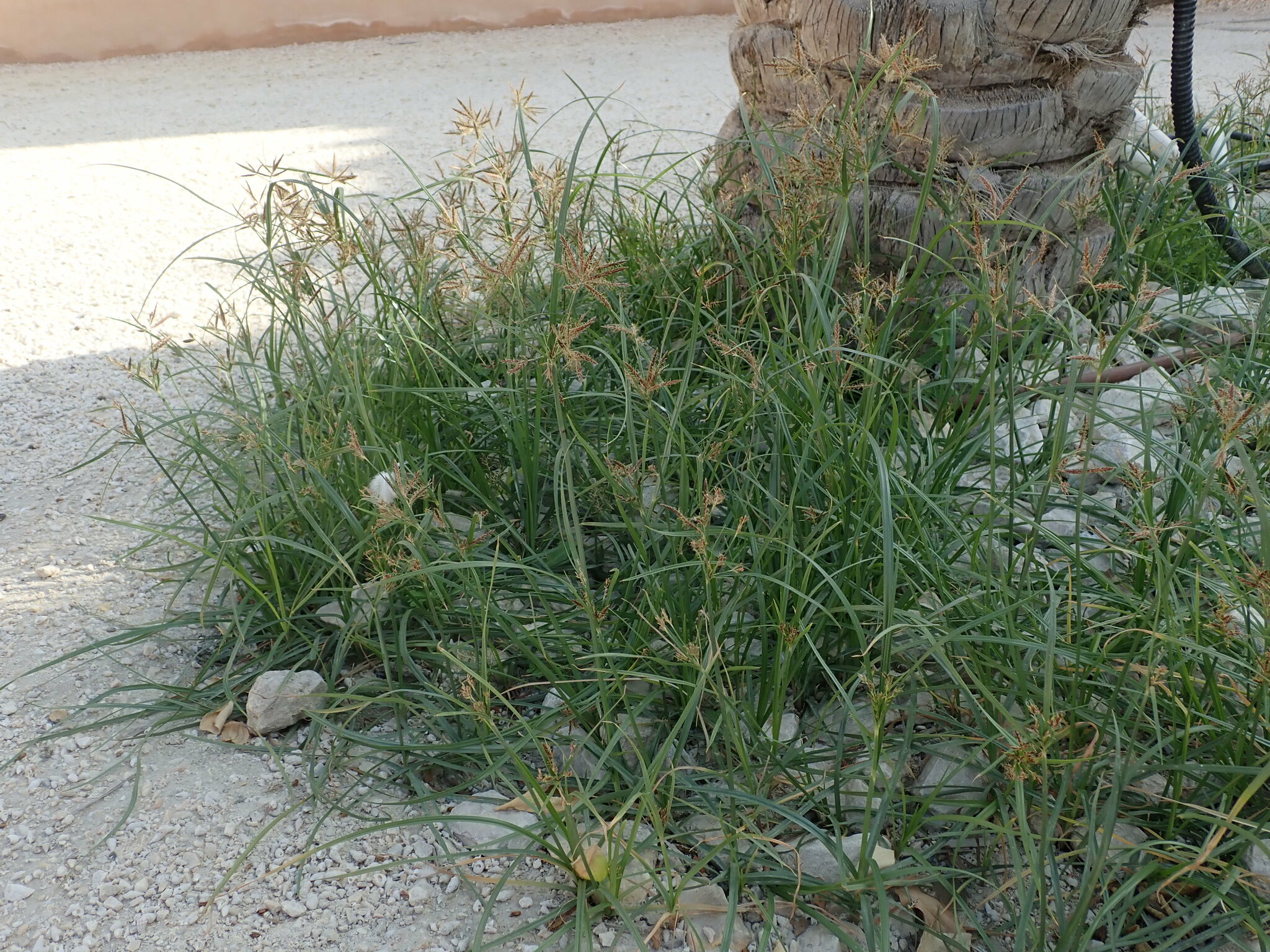 Cyperus rotundus L.