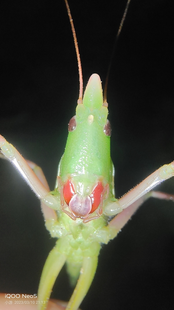 Euconocephalus Katydids from Kunming, CN-YN, CN on March 10, 2023 at 09 ...
